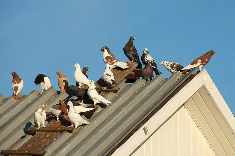 Favorite place of pigeons - Roofs of houses