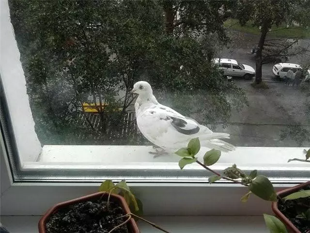 Птиците привлекуваат лекување во станот