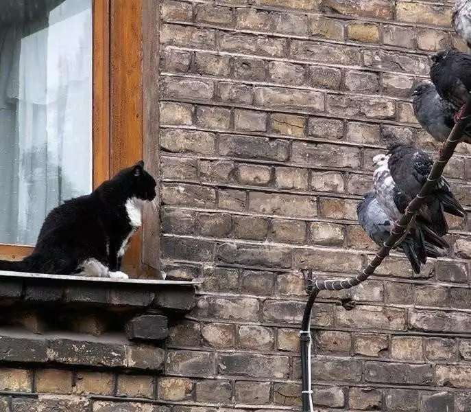 Duvor Undvik grannskap med katter