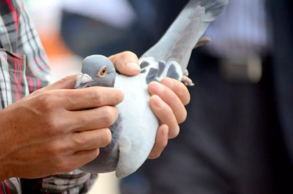 Fågel bör inte skadas i människans händer