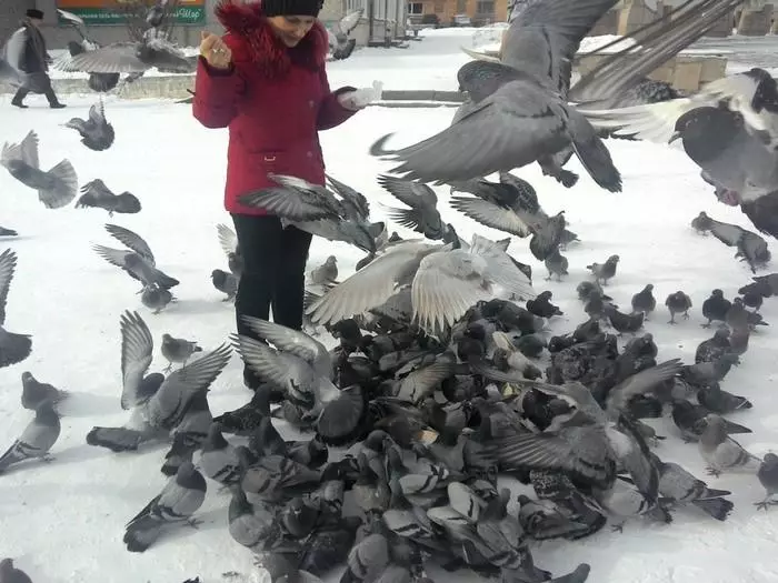 Pigeons of Flocks ურჩევნიათ რელიეფის უამრავი ადამიანი