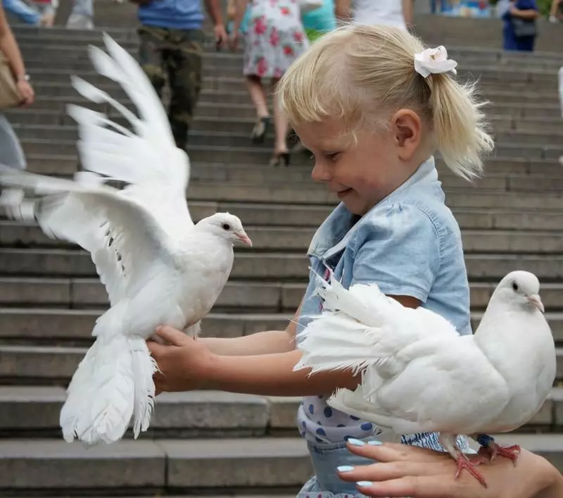 Pigeons are often treated with man's hands