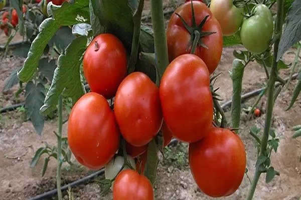 Tomaten op 'e tûke