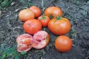 Paglalarawan ng Tomato Tomato Ermak F1, Mga Tampok ng Lumalaking at Pangangalaga