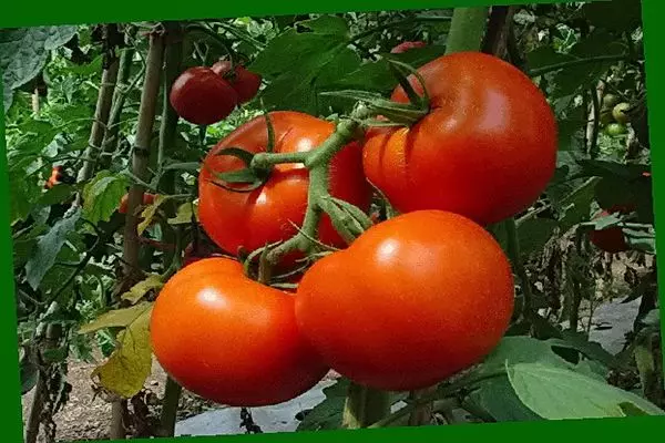 Ndagba awọn tomati