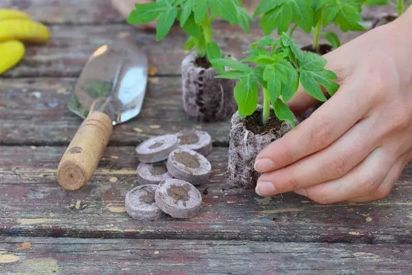 Preparazione di piantine