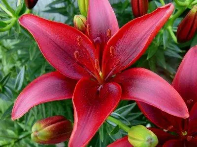 Growing lily