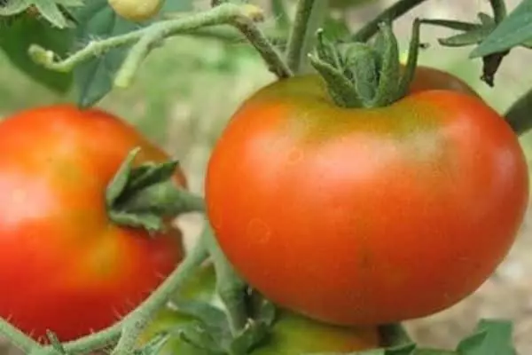 Owoce pomidory