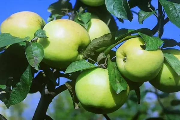 شجرة التفاح سلافيانكا