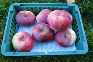 Карактеристике и опис разноликости меморије јабука од јабука Коваленко, предности и недостаци