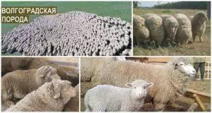 Características das ovellas da raza de volgograd, pros e contras e reprodución
