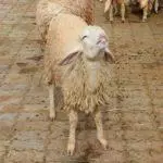 Estroz mouton: Deskripsyon ak parazitoloji, sentòm ak tretman, prevansyon 6713_4