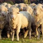 Estimosis domba: Katerangan sareng Parasit, gejala sareng perawatan, pencegahan 6713_5
