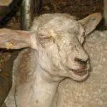 雌激素绵羊：描述和寄生症，症状和治疗，预防 6713_6