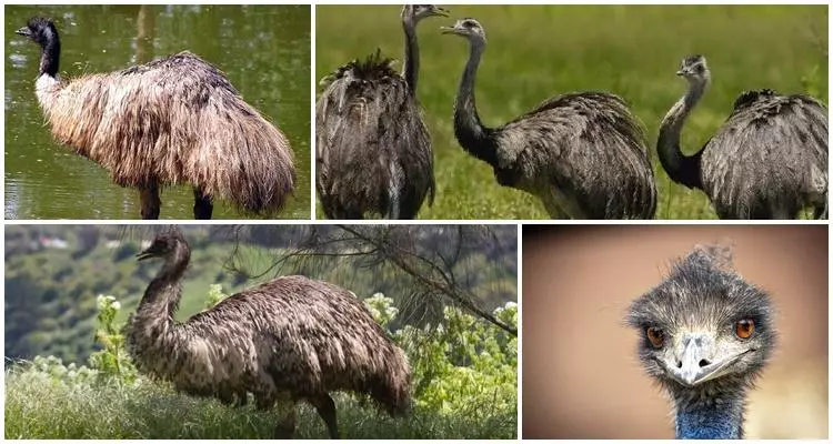 autruche emu