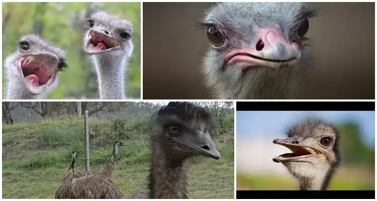 autruche emu