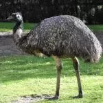 Ostrich UEM: Deskrizzjoni u differenzi minn razez oħra fejn tgħix tgħix 6718_2