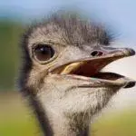 Strauß-Emu: Beschreibung und Unterschiede von anderen Rassen, in denen das Zucht lebt 6718_3