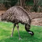 Ostrich Emu: Ibisobanuro hamwe nibitandukaniro mubindi byereke aho korora ubuzima 6718_4