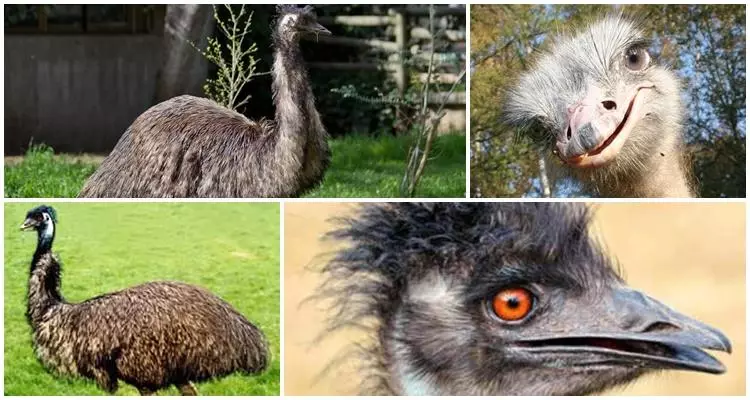 Strauß Emu.