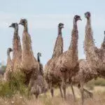 ଓଟପକ୍ଷୀ EMU: ଅନ୍ୟ ପ୍ରଜାତିର ବର୍ଣ୍ଣନା ଏବଂ ପାର୍ଥକ୍ୟ ଯେଉଁଠାରେ ପ୍ରଜନନ ଜୀବନ | 6718_8