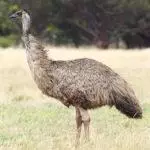 ଓଟପକ୍ଷୀ EMU: ଅନ୍ୟ ପ୍ରଜାତିର ବର୍ଣ୍ଣନା ଏବଂ ପାର୍ଥକ୍ୟ ଯେଉଁଠାରେ ପ୍ରଜନନ ଜୀବନ | 6718_9