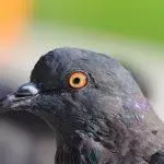 비둘기의 어떤 비전 : 눈의 구조에 대한 설명과 새들이 보이는 것에 대한 설명 6720_2