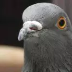 Güvercinlerde hangi vizyonu: gözün yapısının açıklaması ve kuşlar gördüğünüz gibi, özellikler 6720_3