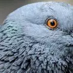 What vision in pigeons: description of the structure of the eye and as you see birds, features 6720_4