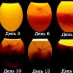 Arrautza faseak inkubatzea: moduaren eta taularen adierazleak etxean 6728_10