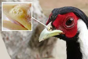 Klasifikasi penyakit pheasant dan cara rawatan mereka, adakah mungkin untuk memberi amaran