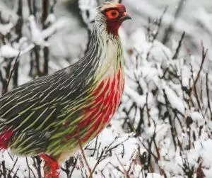 Dan thús is it better om de pheasans te fieden, it dieet fan 'e earste dagen