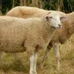Baran e pecore: qual è la differenza e la differenza tra i pavimenti, come riconoscere la femmina e il maschio 6731_2