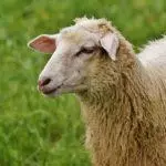 Baran dhe dele: Cili është ndryshimi dhe dallimi në mes të kateve, si të njohin femrën dhe meshkujt 6731_4