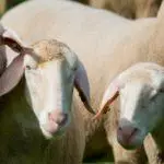 Baran dhe dele: Cili është ndryshimi dhe dallimi në mes të kateve, si të njohin femrën dhe meshkujt 6731_7