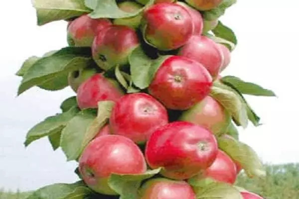 Mbubreyo ripening