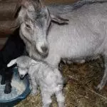حاملہ بکری کو کھانا کھلانا کیا ہے: اس سے پہلے اور بعد میں غذا کی خصوصیات 6743_10