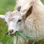 حاملہ بکری کو کھانا کھلانا کیا ہے: اس سے پہلے اور بعد میں غذا کی خصوصیات 6743_4