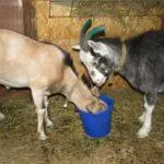 Што да се хранат бремена коза: Карактеристики на исхраната пред и потоа 6743_8