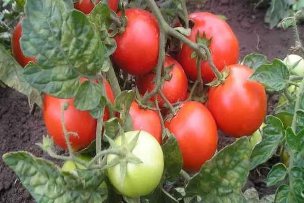 Vähän tomaatteja