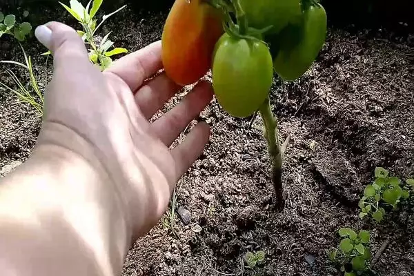 Supermodel tomat