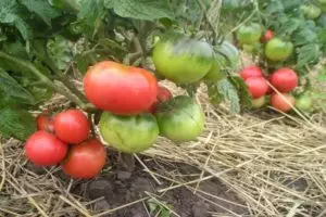 Tsananguro uye hunhu hweiyo tomato giredhi pink mutungamiri