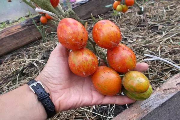 Tomato Easter Egg.