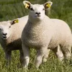 Zuivelrassen van schapen: Top 5 titels en hoofdindicatoren, industrie in Rusland 6749_1