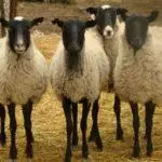 Piena šķirnes aitas: Top 5 nosaukumi un galvenie rādītāji, rūpniecība Krievijā 6749_10