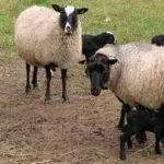 Млечни раси на овци: Топ 5 наслови и главни индикатори, индустрија во Русија 6749_11
