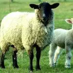 Млечни раси на овци: Топ 5 наслови и главни индикатори, индустрија во Русија 6749_14