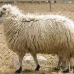 Piena šķirnes aitas: Top 5 nosaukumi un galvenie rādītāji, rūpniecība Krievijā 6749_16