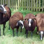 Млечни раси на овци: Топ 5 наслови и главни индикатори, индустрија во Русија 6749_18