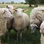 Piena šķirnes aitas: Top 5 nosaukumi un galvenie rādītāji, rūpniecība Krievijā 6749_19